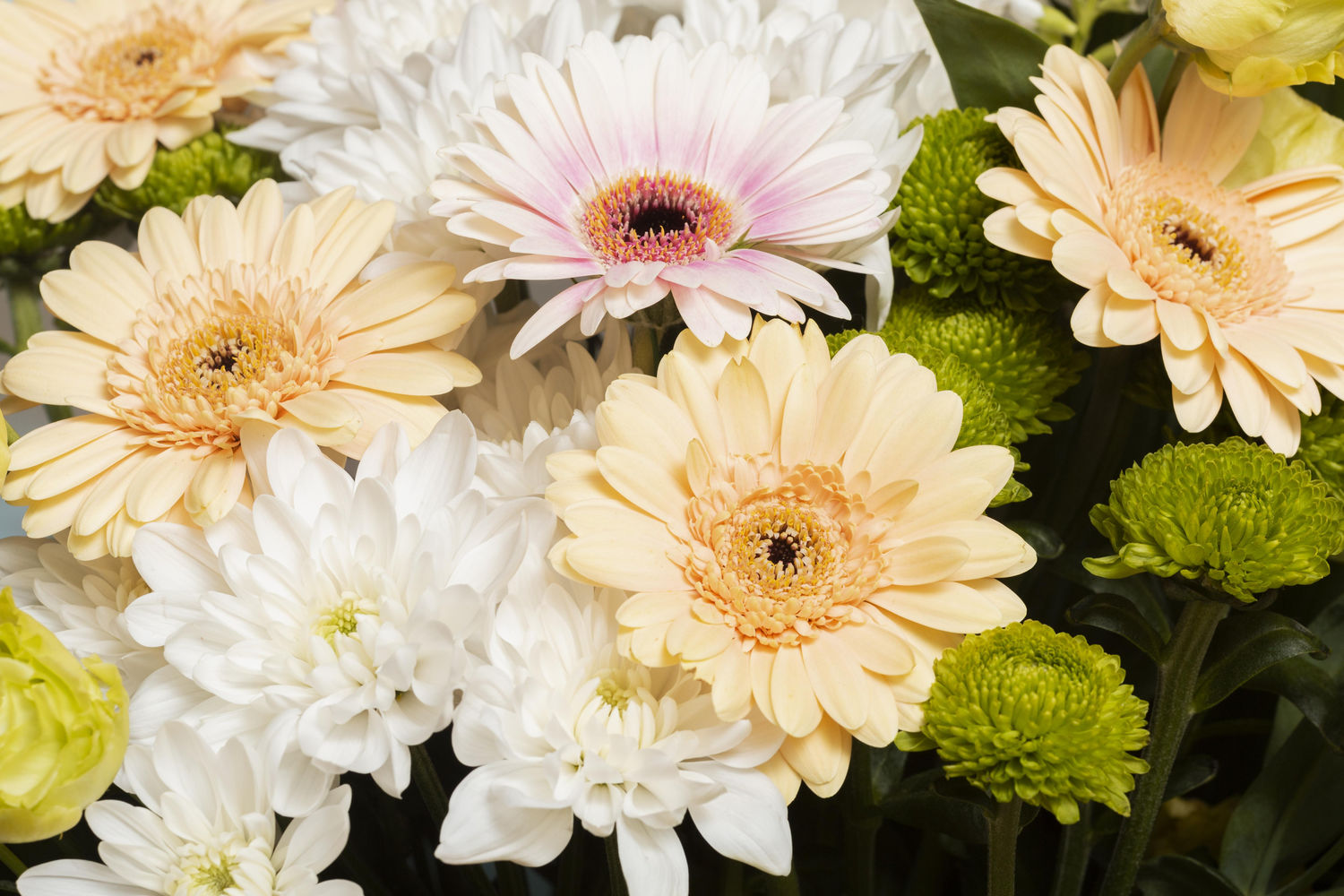 花屋で7月に買うべき花は？心を込めたプレゼントに | fiori-maganda -花の魔法、ここに宿る。-
