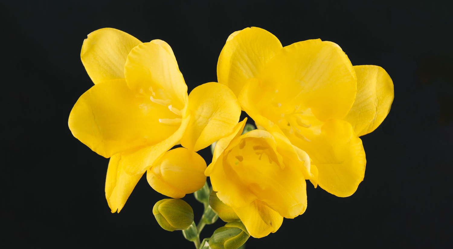 4月の花屋さんで何を買う？特別な贈り物にも普段使いにも！ | fiori-maganda -花の魔法、ここに宿る。-