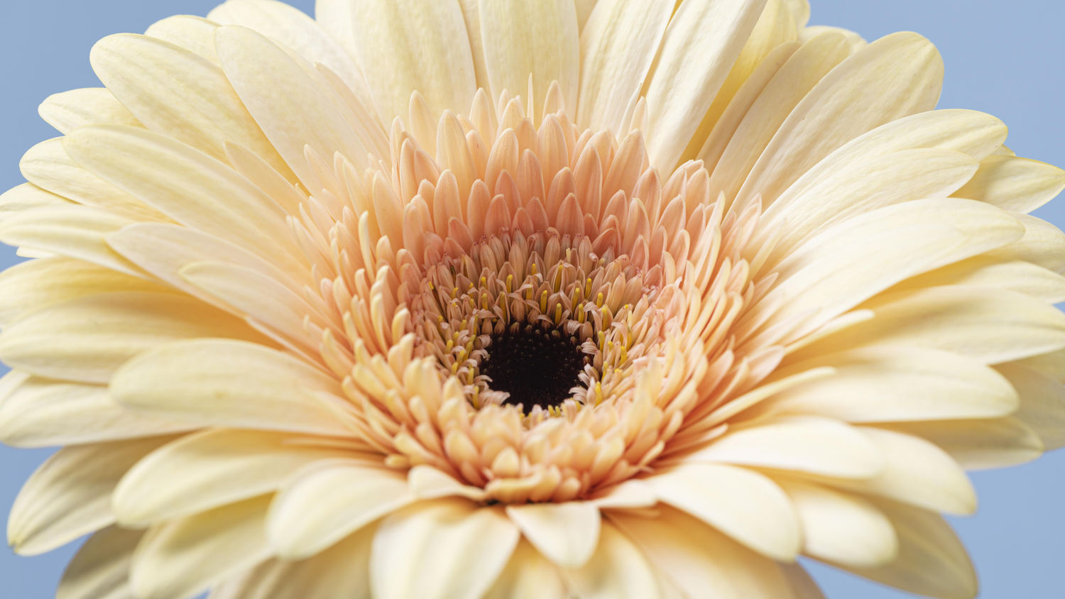 11月の花屋さんで何を買う？特別な贈り物におすすめの花 | fiori-maganda -花の魔法、ここに宿る。-