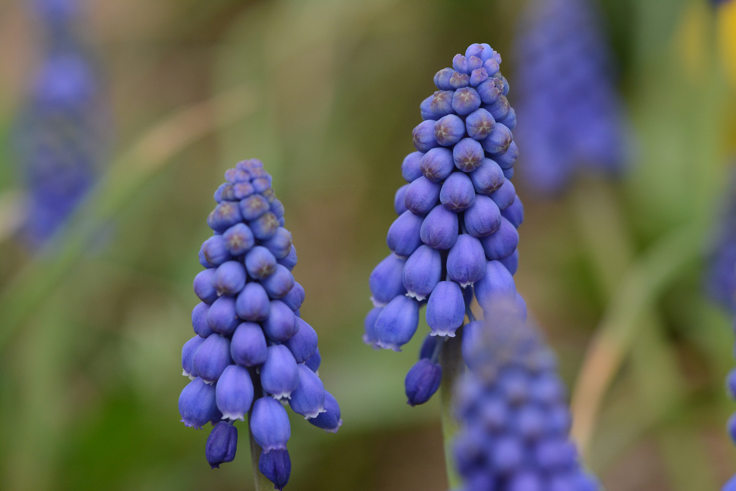 4月の花屋さんで何を買う？特別な贈り物にも普段使いにも！ | fiori-maganda -花の魔法、ここに宿る。-