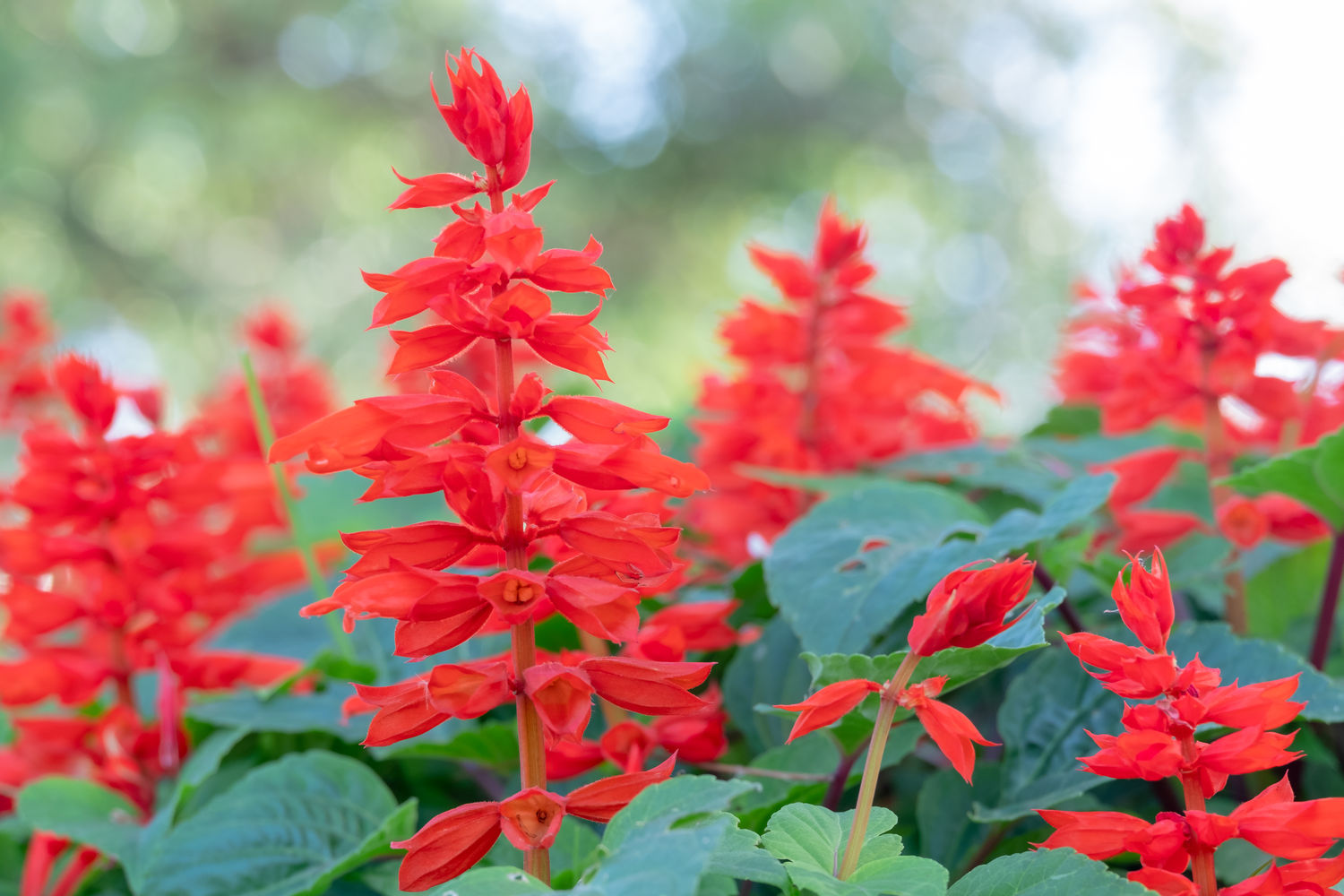 花屋で7月に買うべき花は？心を込めたプレゼントに | fiori-maganda -花の魔法、ここに宿る。-
