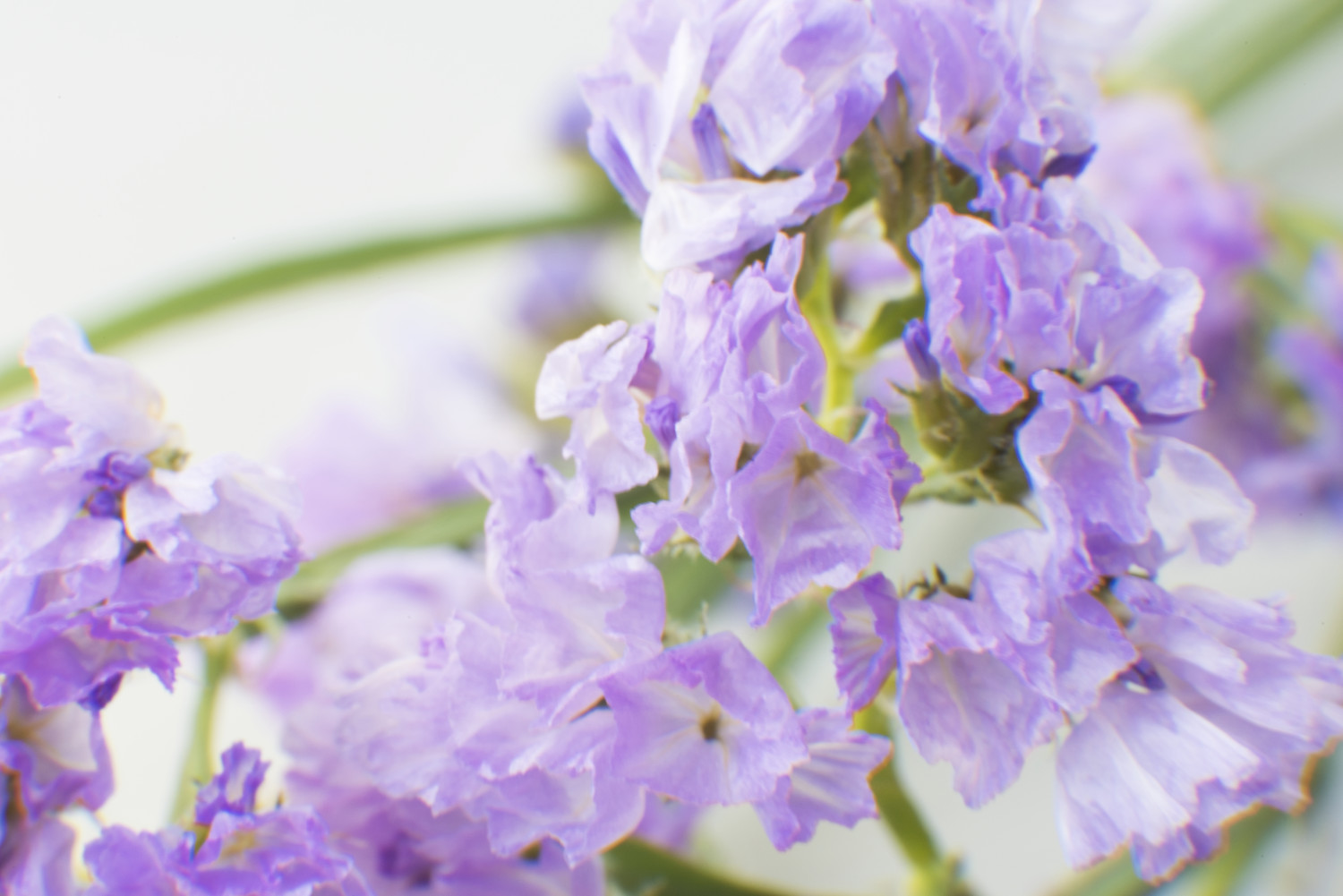 4月の花屋さんで何を買う？特別な贈り物にも普段使いにも！ | fiori-maganda -花の魔法、ここに宿る。-