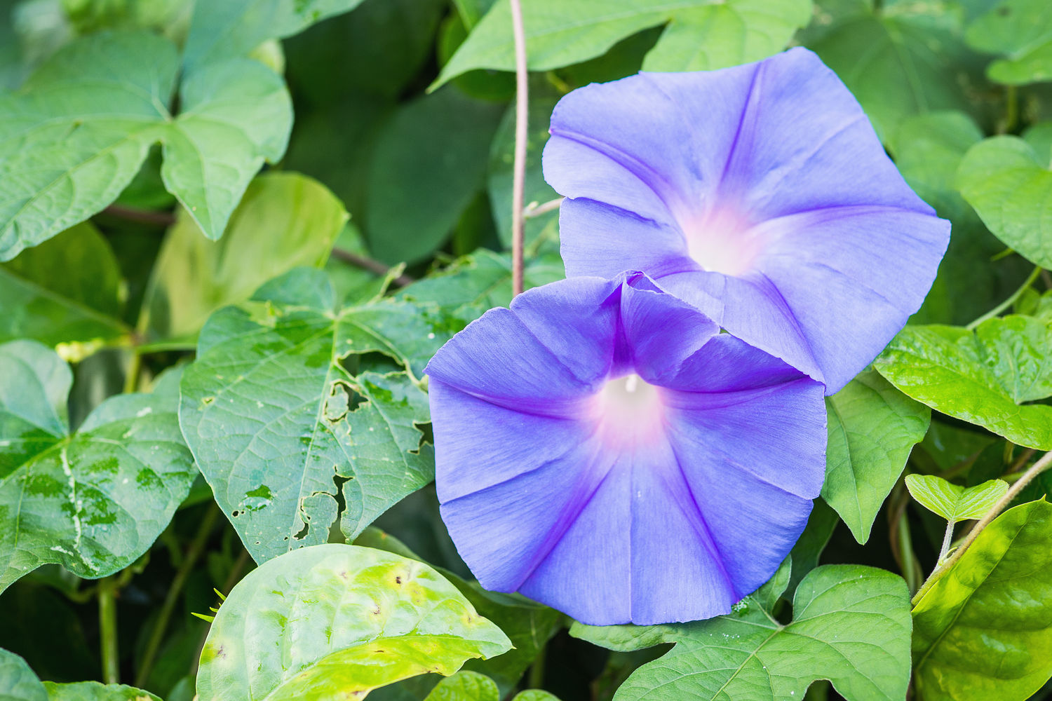 花屋で7月に買うべき花は？心を込めたプレゼントに | fiori-maganda -花の魔法、ここに宿る。-