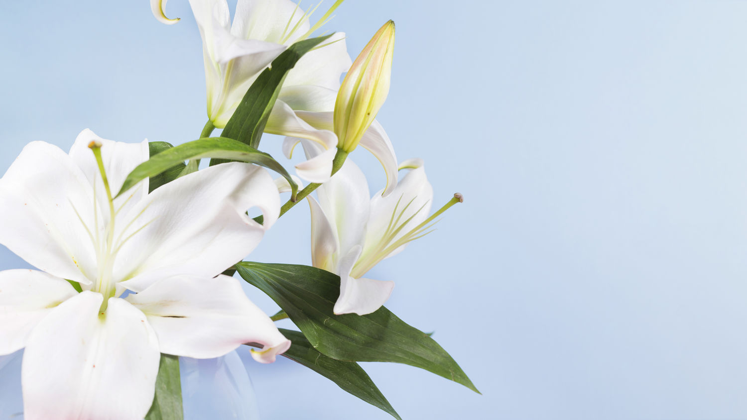 11月の花屋さんで何を買う？特別な贈り物におすすめの花 | fiori-maganda -花の魔法、ここに宿る。-