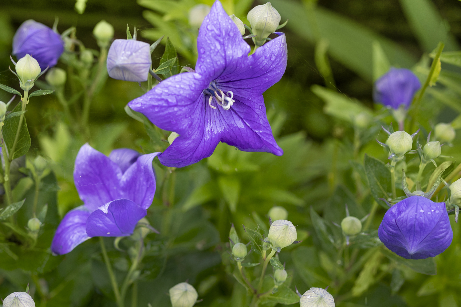 キキョウの花言葉が素敵？意味と贈り方を紹介 | fiori-maganda -花の魔法、ここに宿る。-